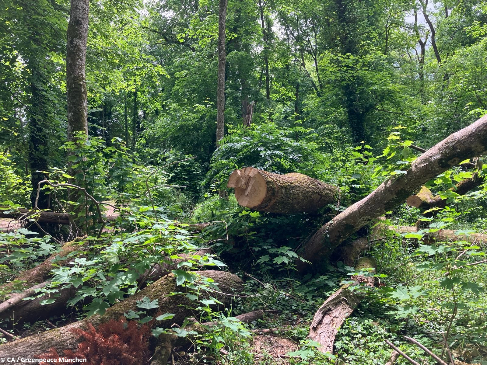 Waldspaziergang in der Aubinger Lohe - Greenpeace München
